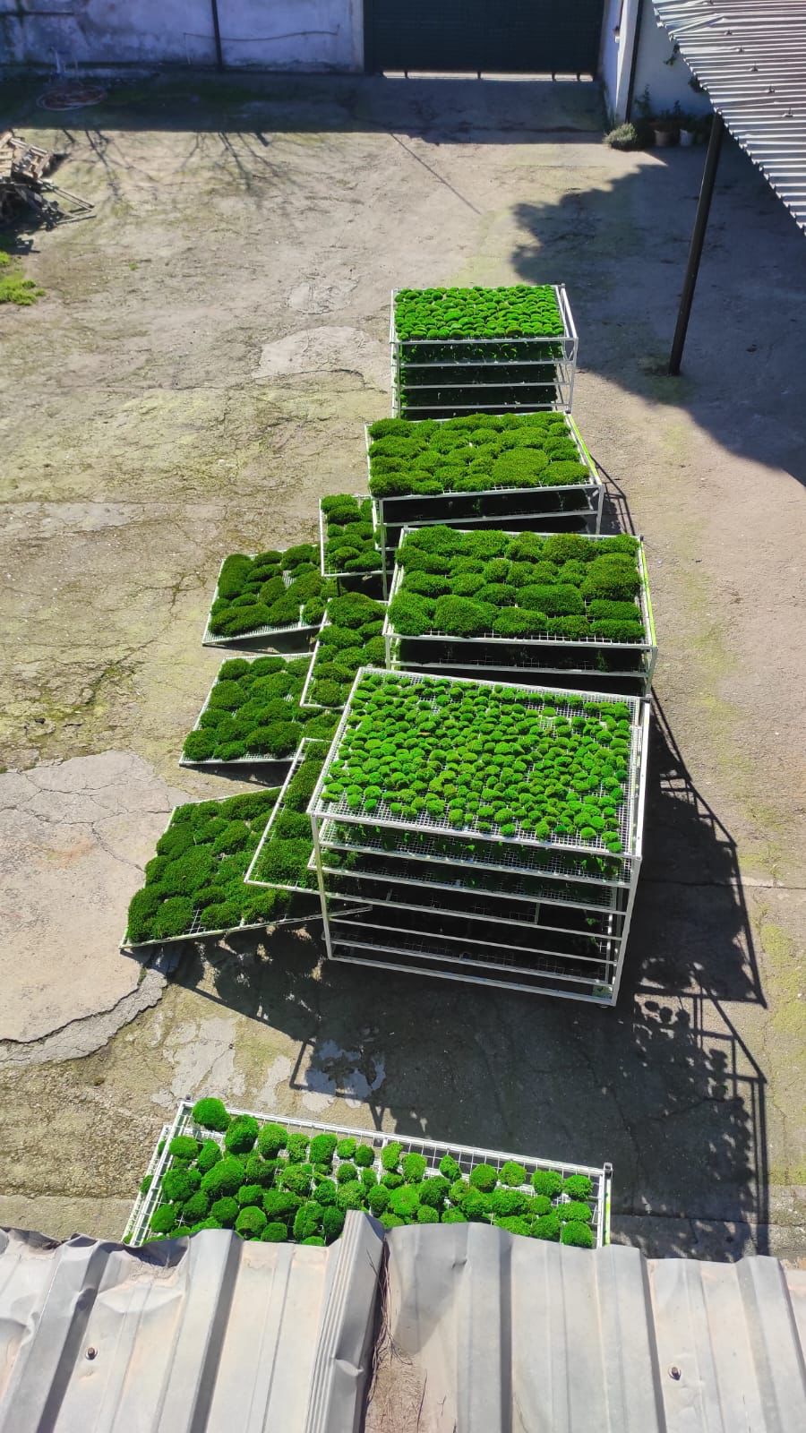 The Science Behind Preserved Moss: How It’s Made and Why It Lasts ...